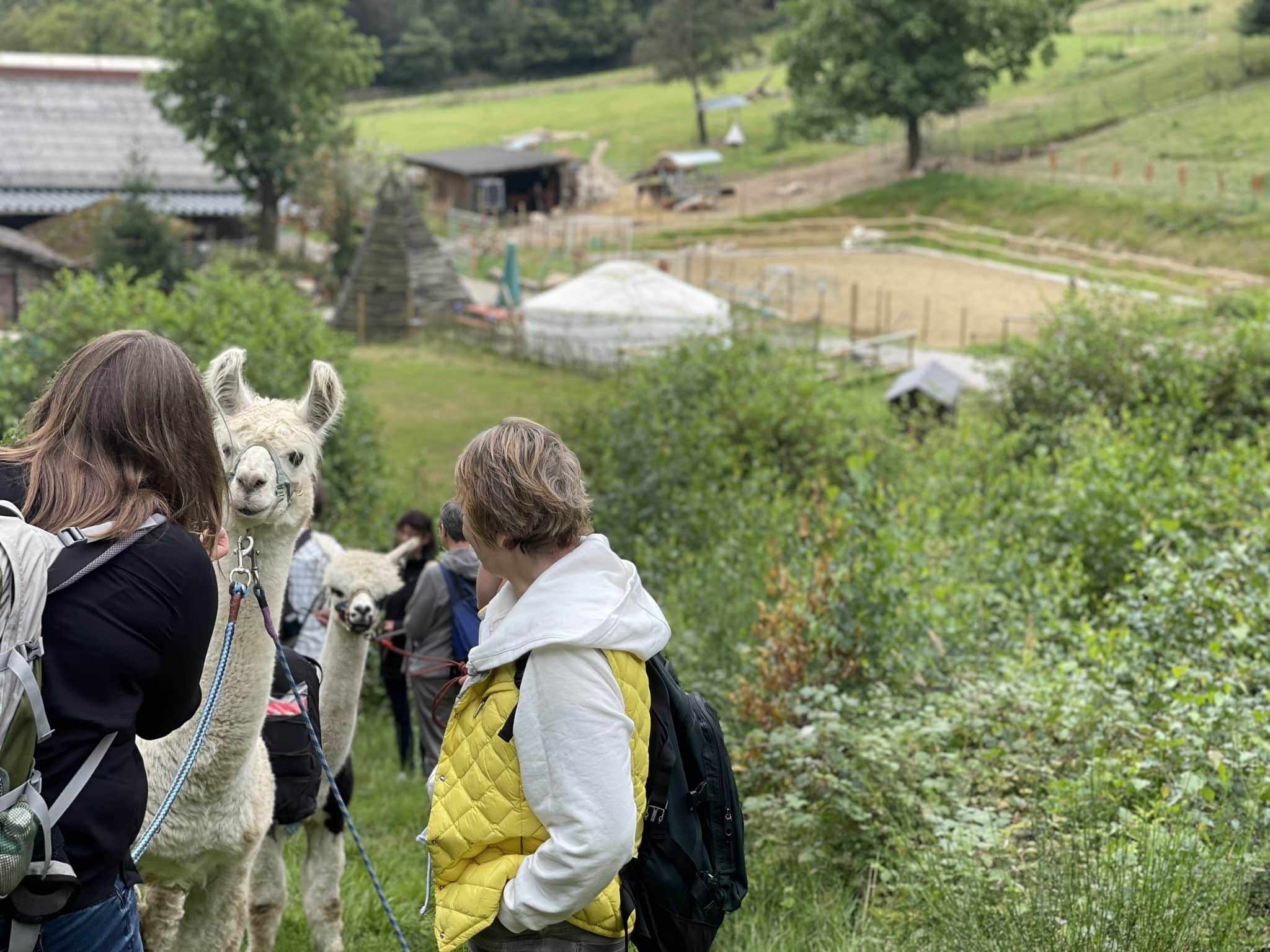 Alpaka- / Lamatrekking alle Touren - Kisselmühle Eventhof und Shop